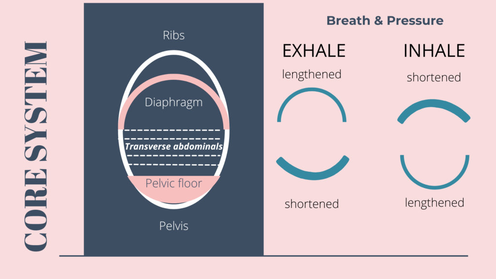 Breath = Pressure = Posture - https://www.neumephysio.com